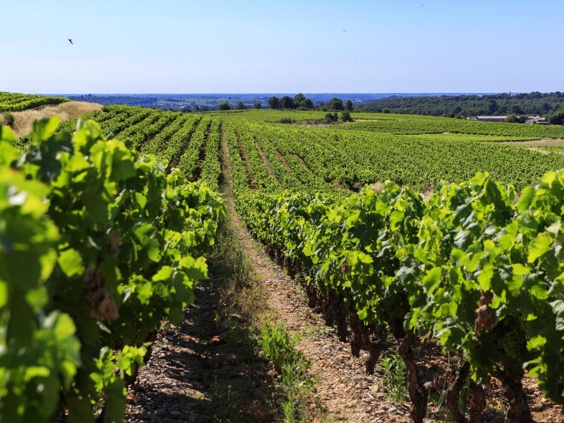 Oenotourisme et vignobles | Montpellier Tourisme